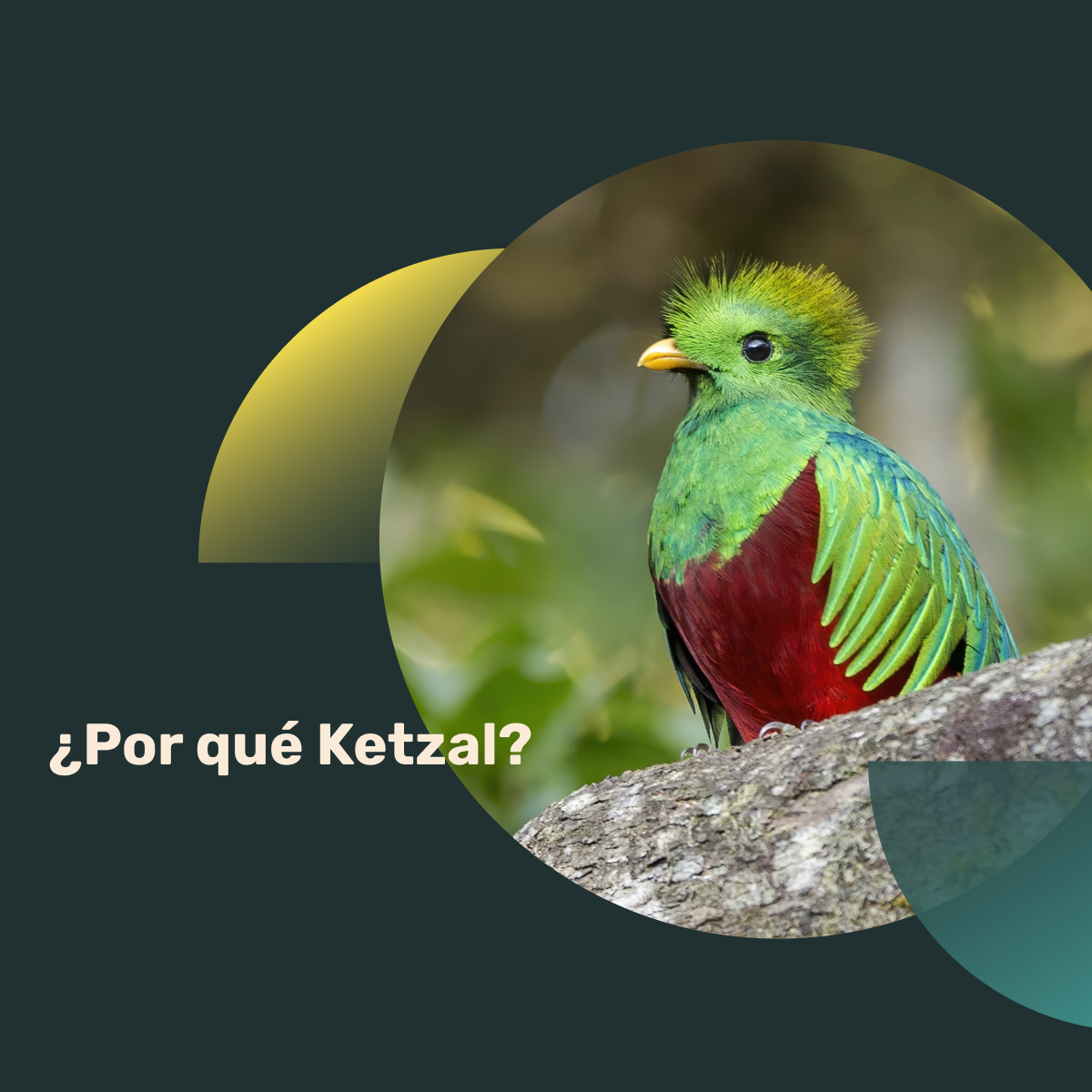 Marketing inteligente y tecnología de innovación: Ketzal